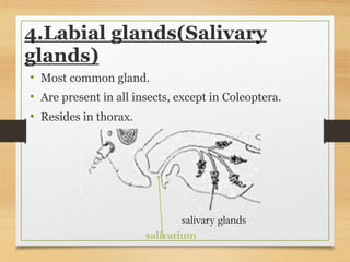 Insect digestive system associated glands | PPT