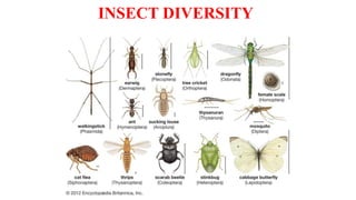 INSECT DIVERSITY INTRODUCTION SEM 4.pptx