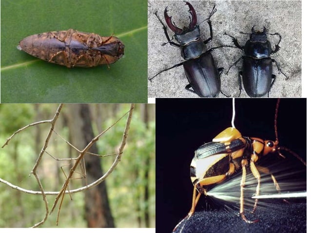 insect dominance.pptx
