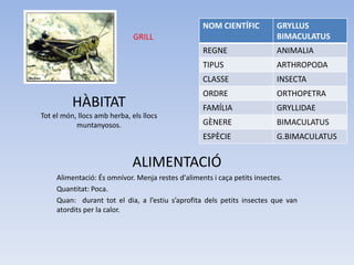 Insecte grill | PPTX