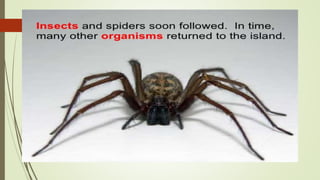 Insect ecological succession | PPT