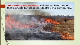Insect ecological succession | PPT