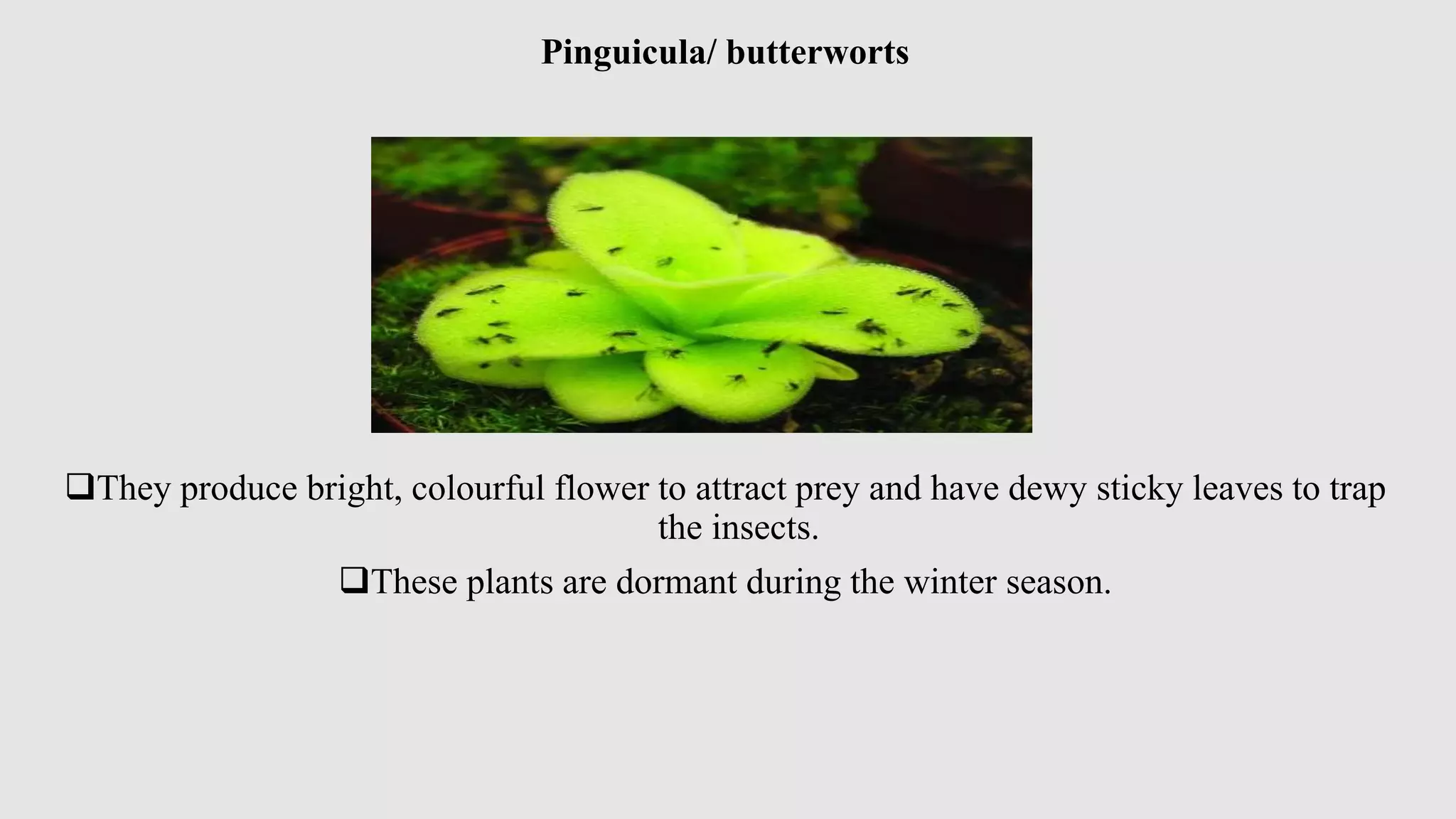 Insect ecology presentation | PPTX