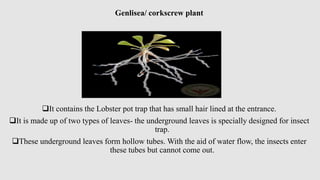 Insect ecology presentation | PPTX