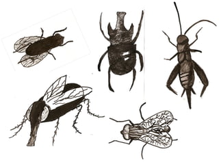 Insectes | PPT