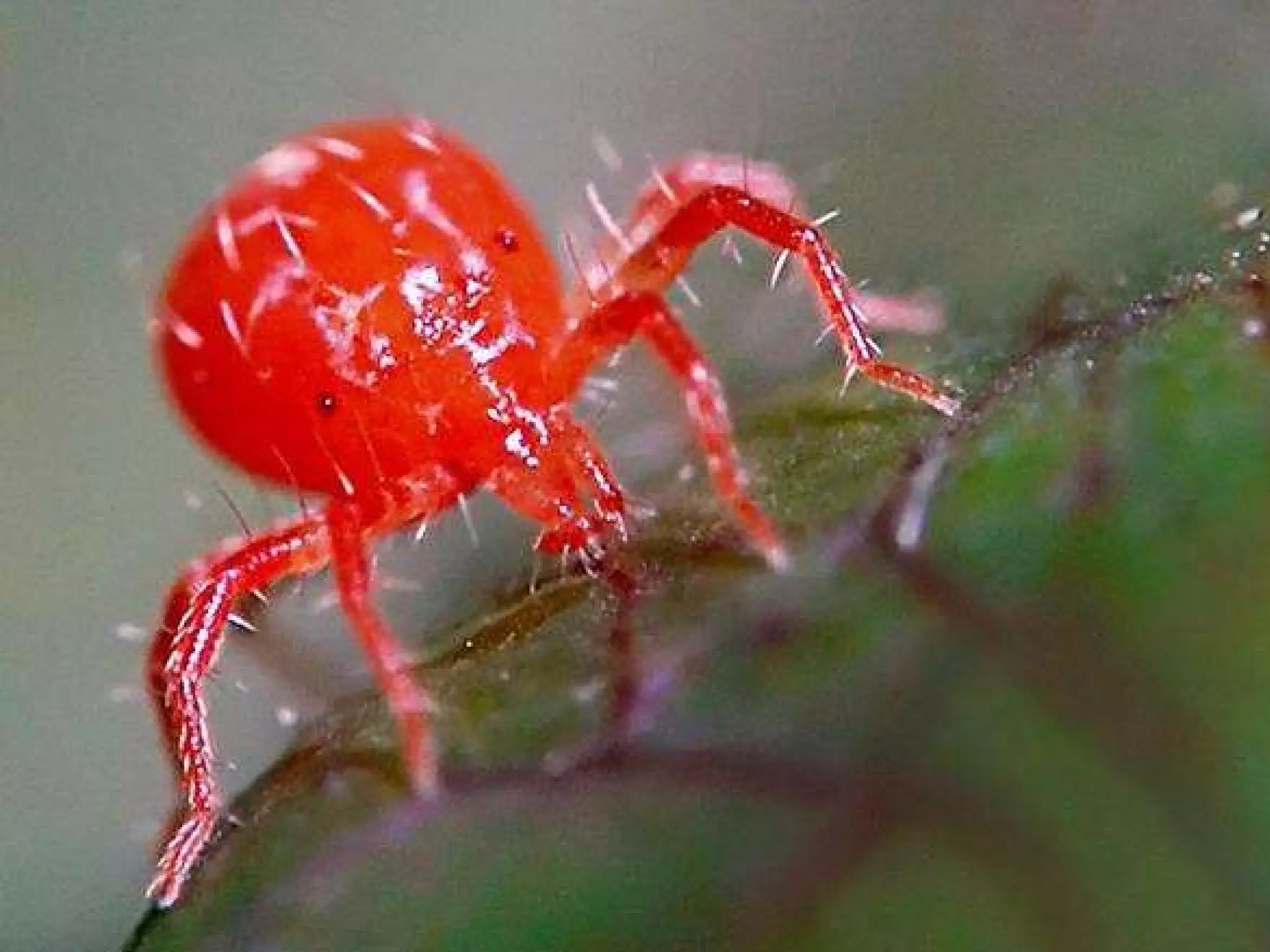 Insectes | PPS