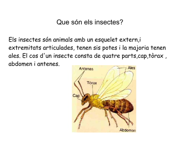 Insectes | PPT