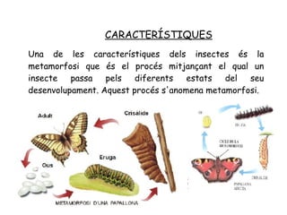 Insectes | ODP