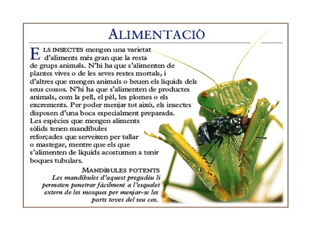 Insectes | PPT