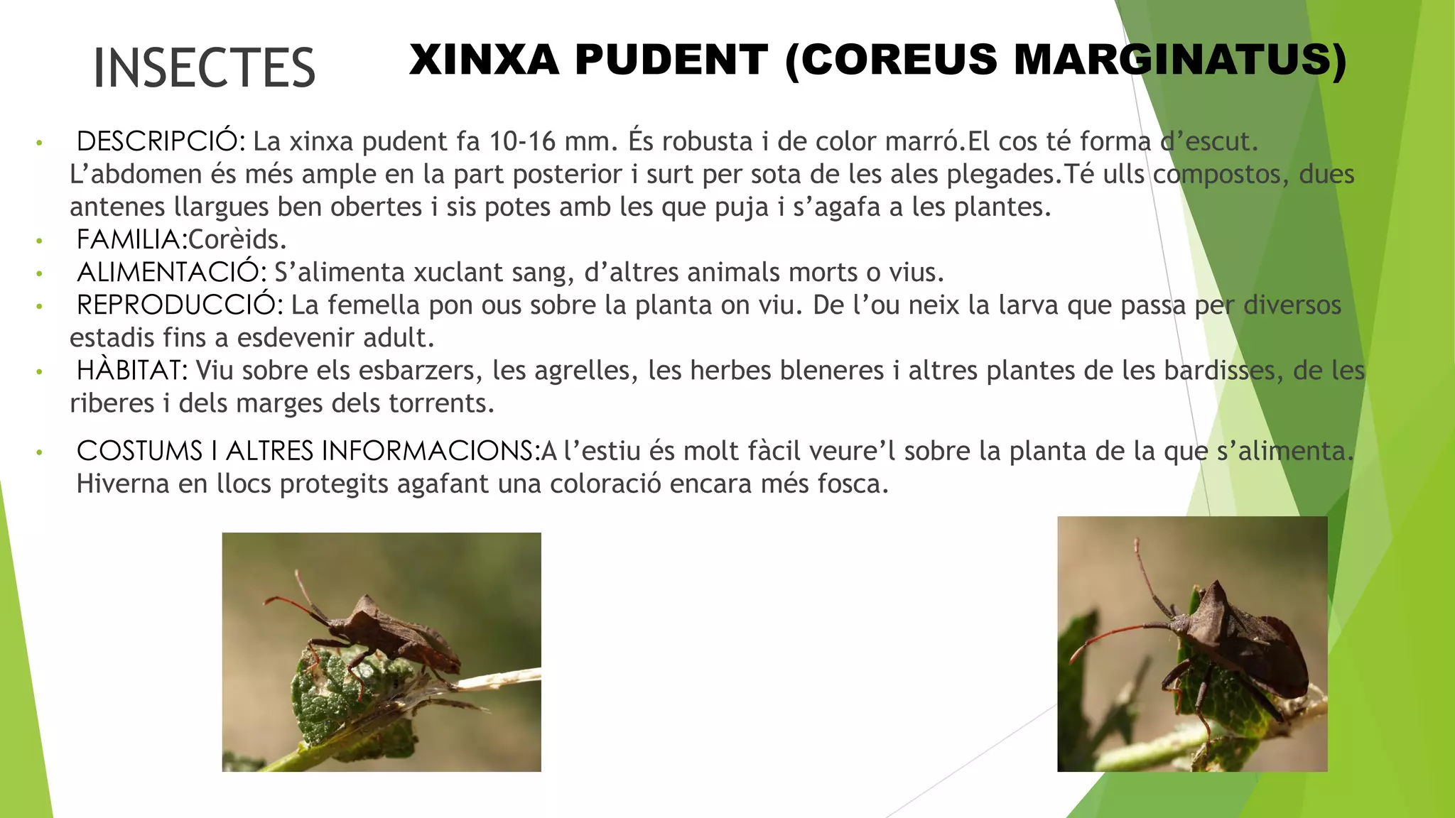 insectesexpe | PDF