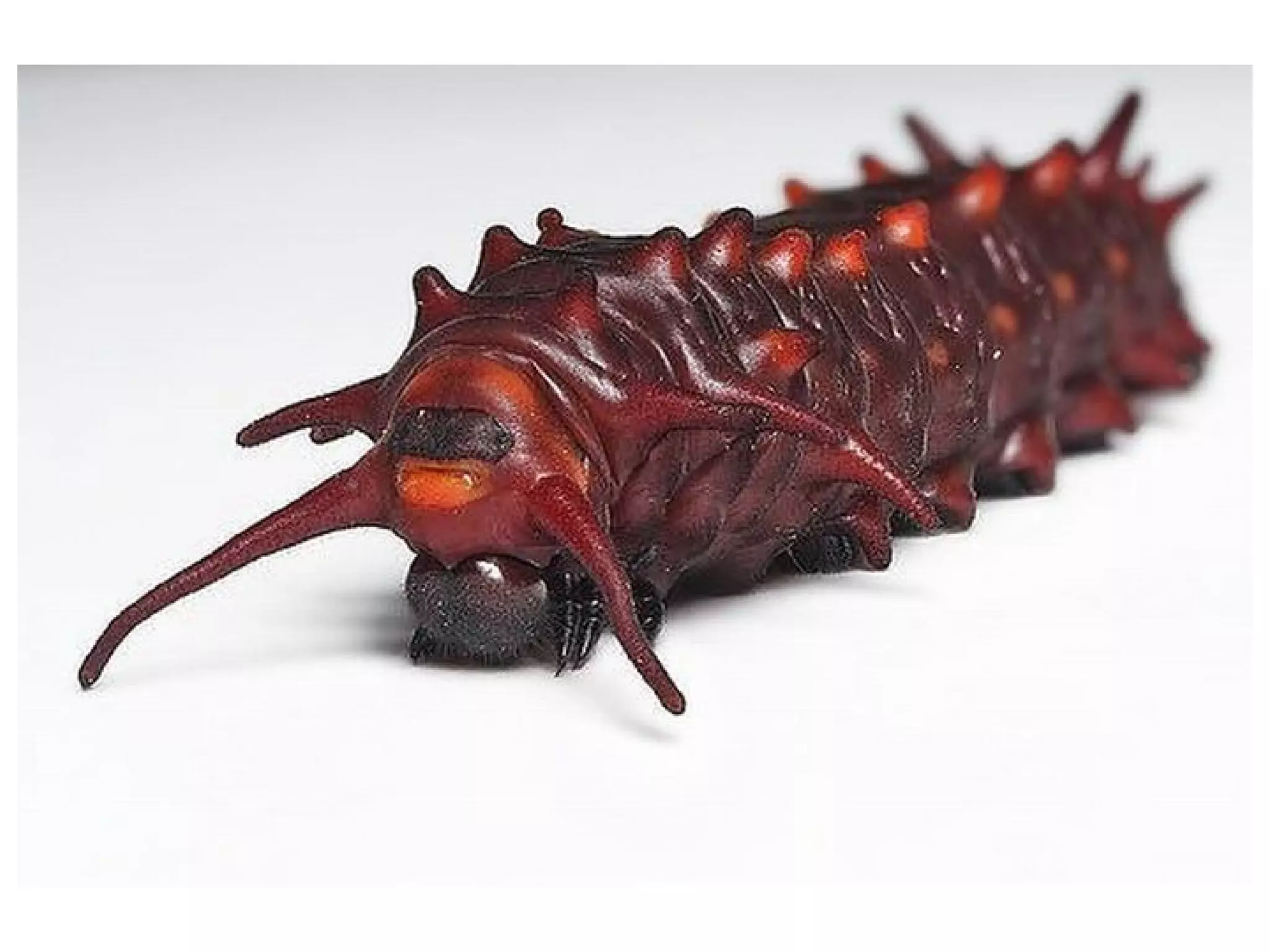 Insects with alien faces | PPT