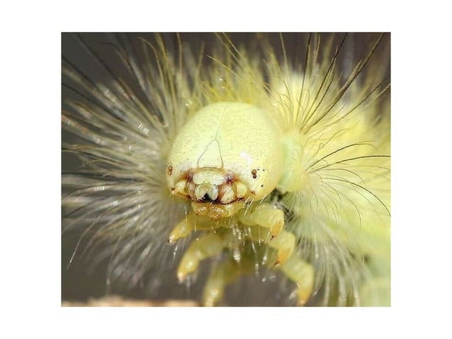 Insects with alien faces | PPS