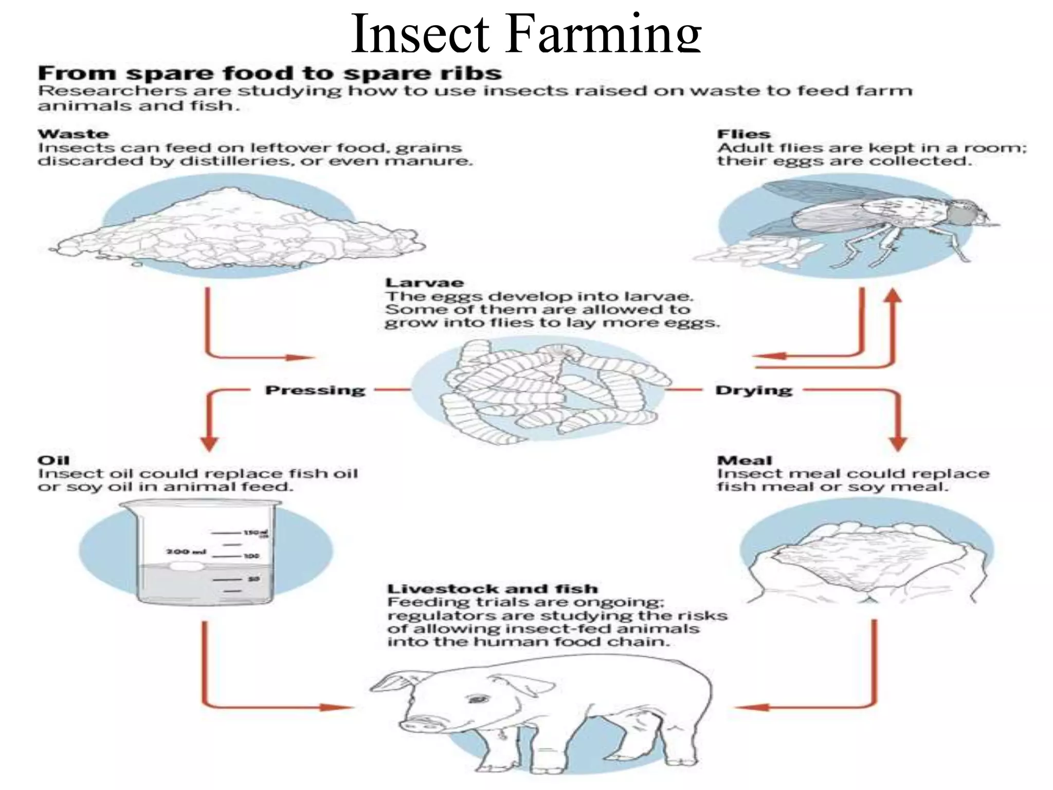 Insect feeding of poultry | PPTX