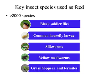Insect feeding of poultry | PPTX