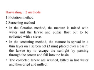 Insect feeding of poultry | PPTX