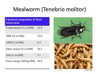 Insect feeding of poultry | PPTX