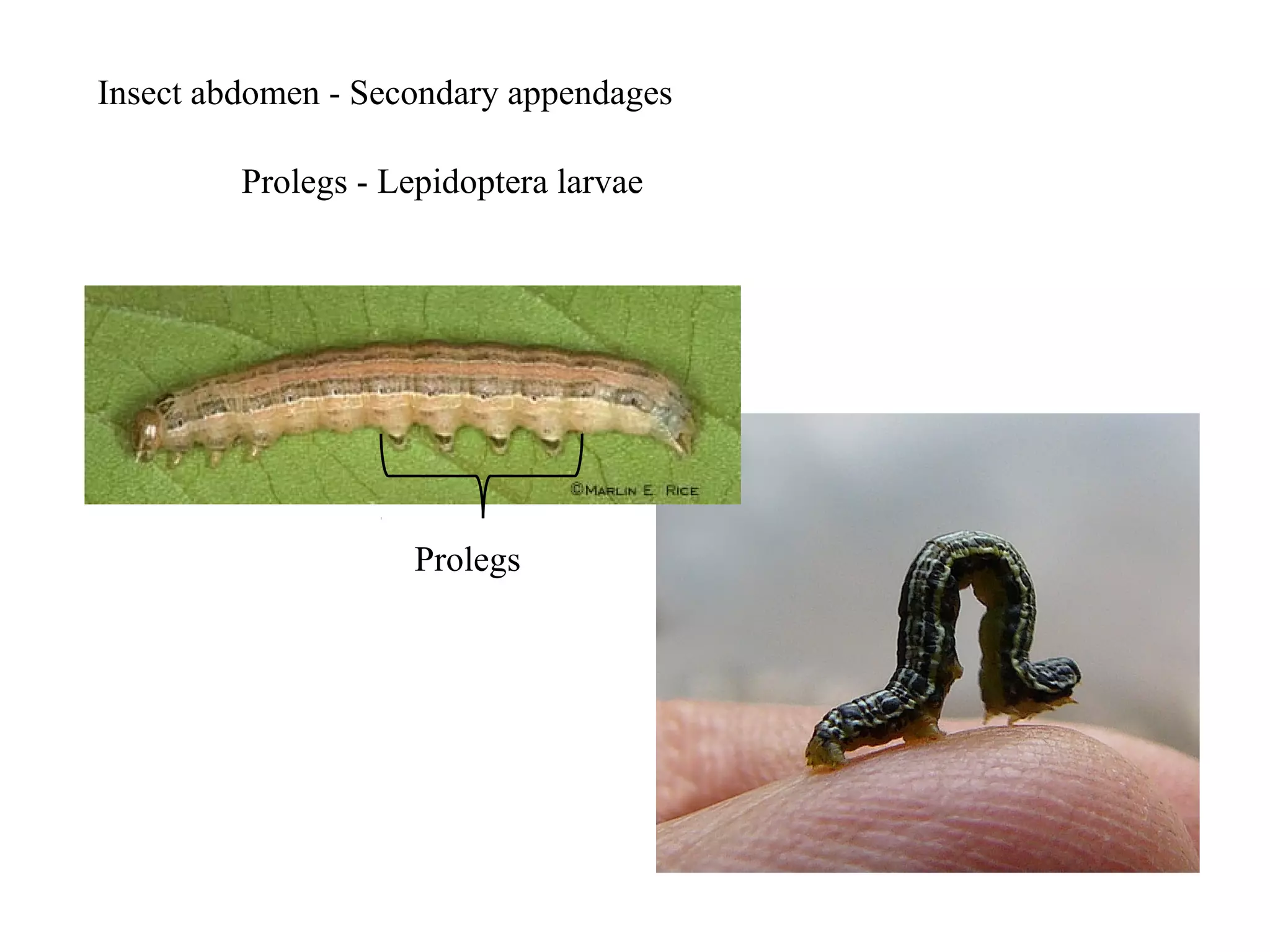 Insect genitalia | PPT