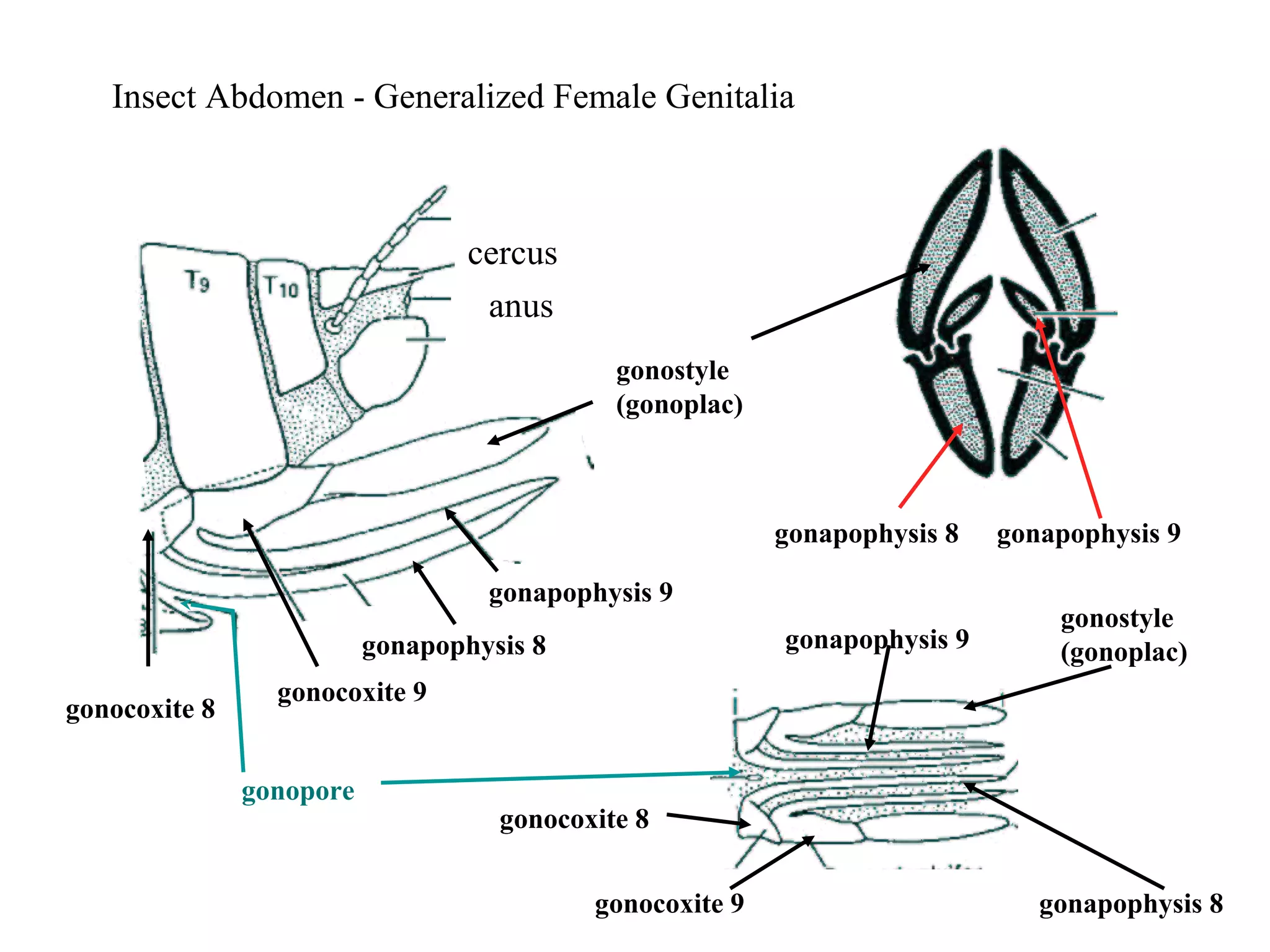 Insect genitalia | PPT