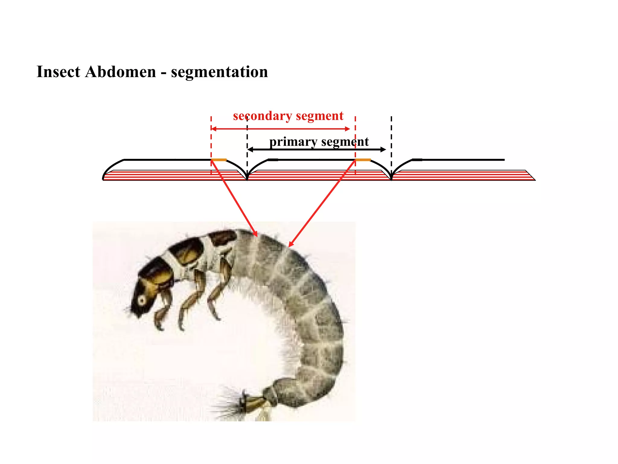 Insect genitalia | PPT
