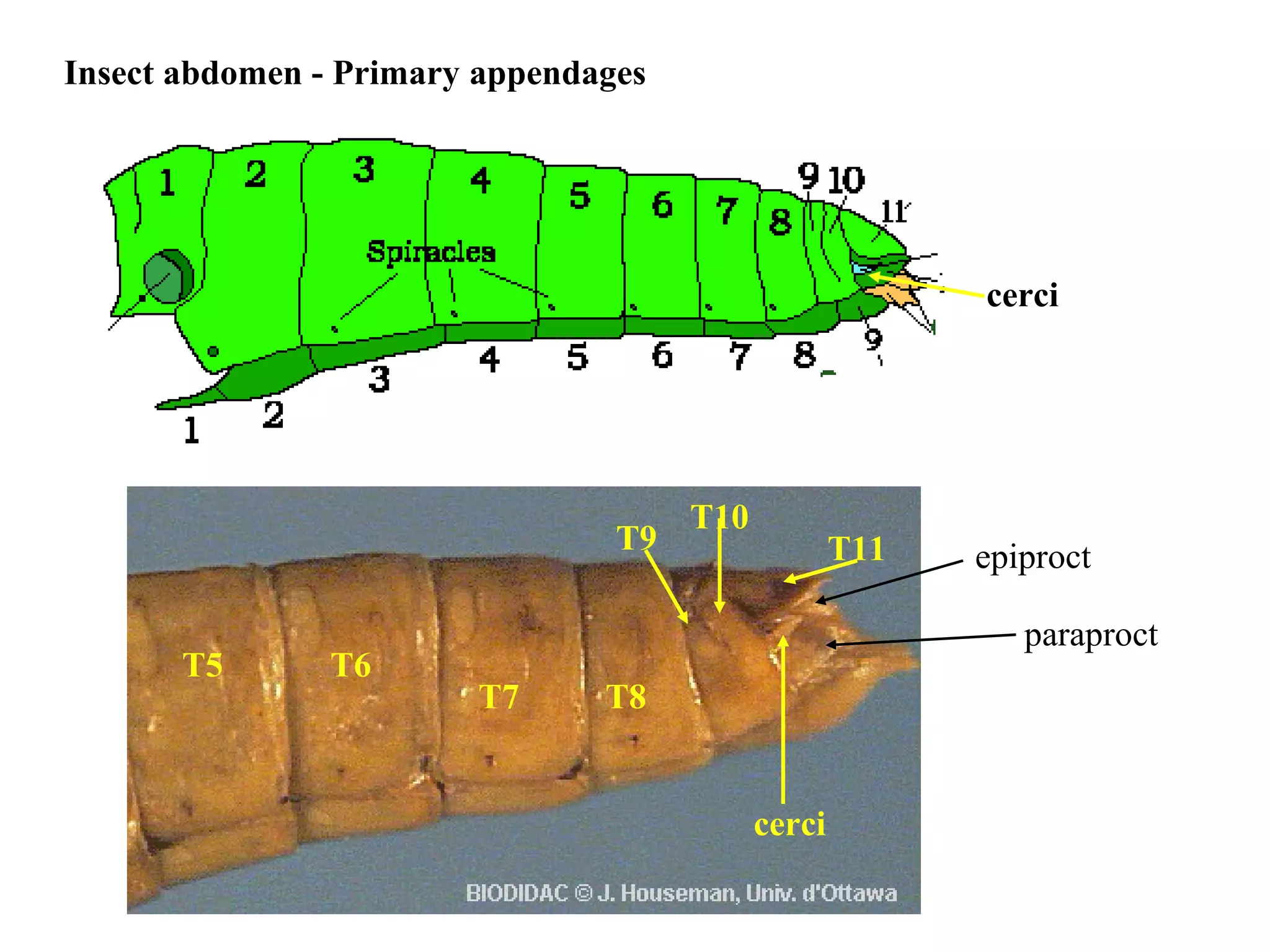Insect genitalia | PPT