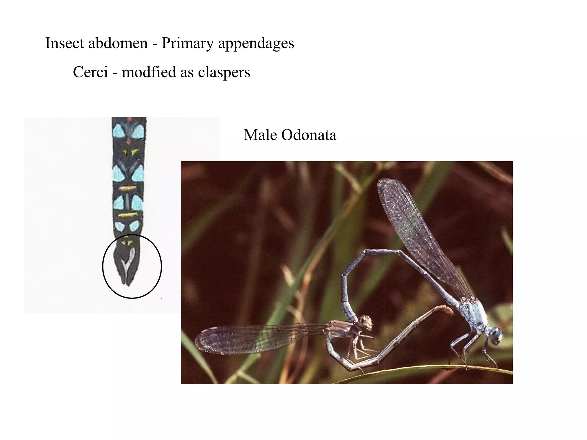 Insect genitalia | PPT