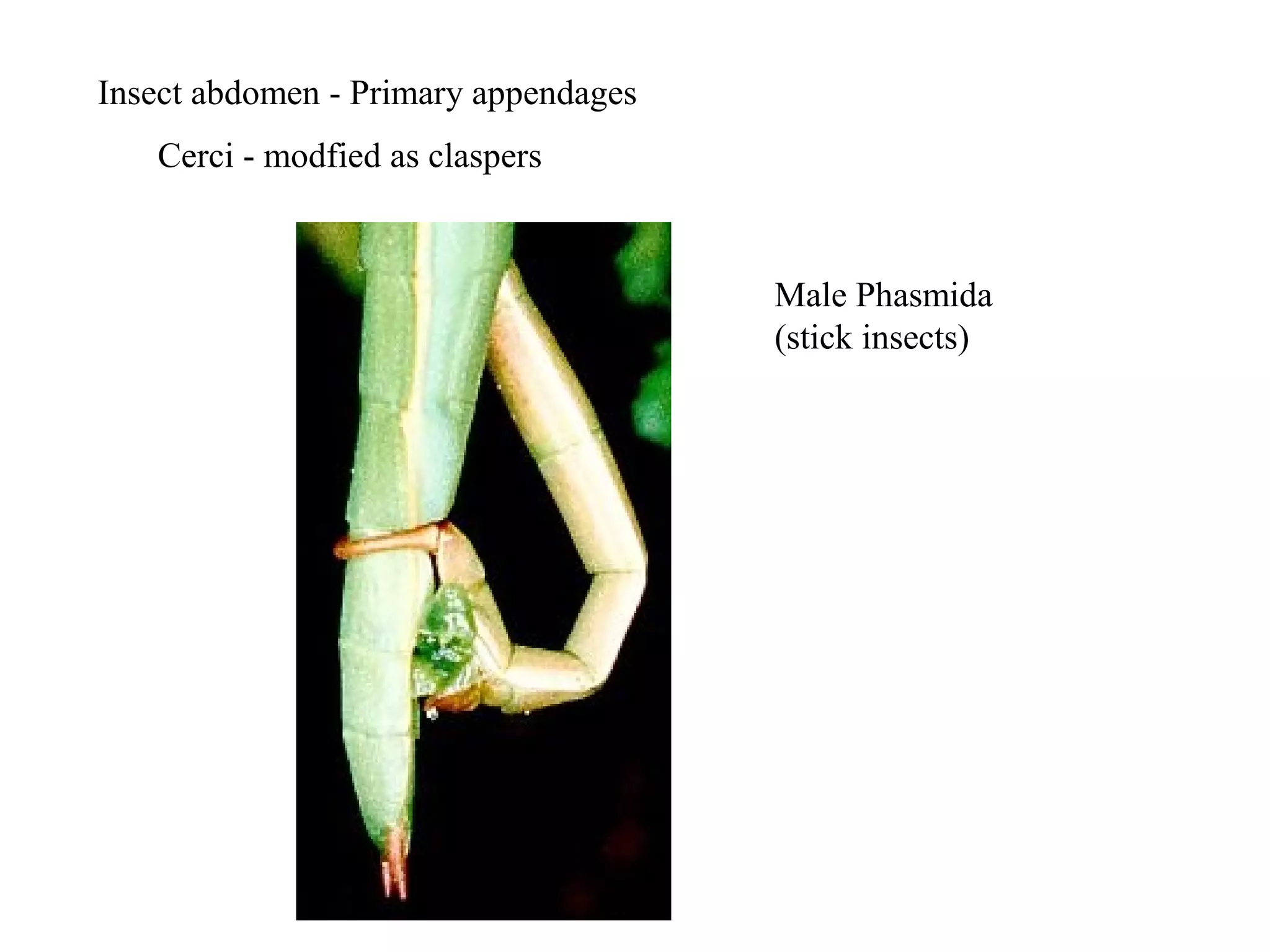 Insect genitalia | PPT