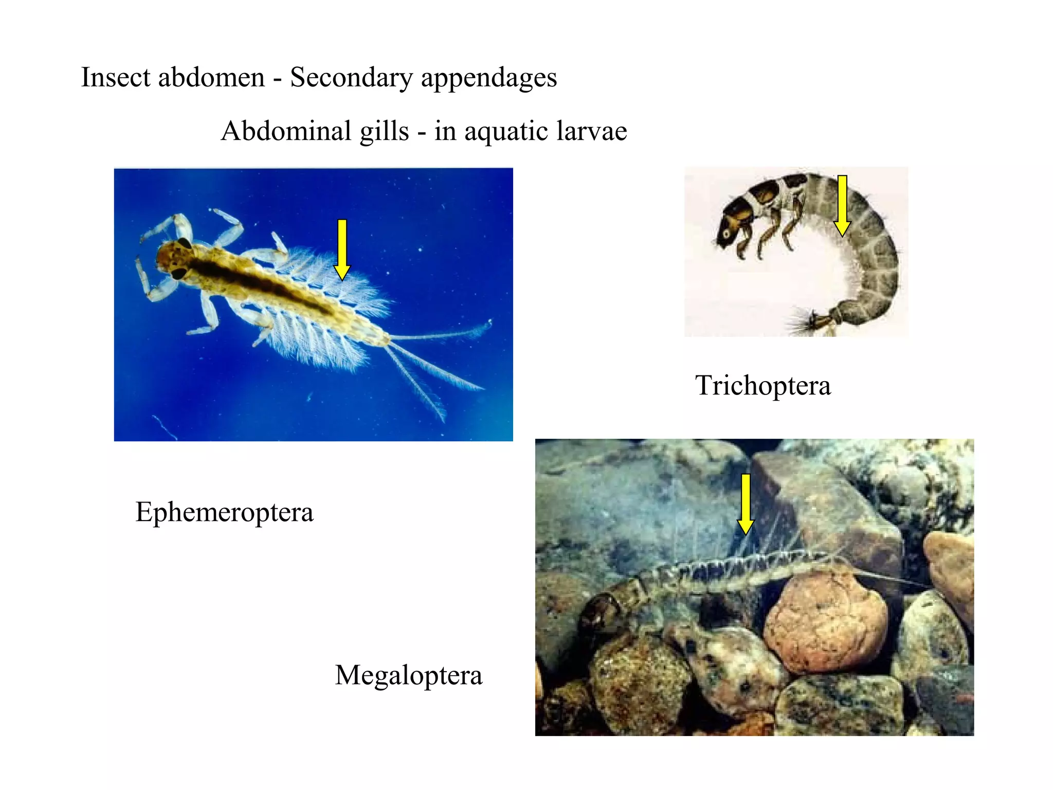 Insect genitalia | PPT