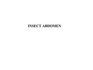 Insect genitalia | PPT