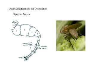 Insect genitalia | PPT