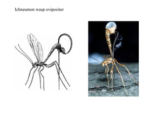 Insect genitalia | PPT