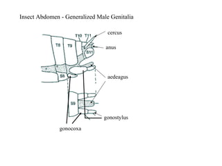 Insect genitalia | PPT