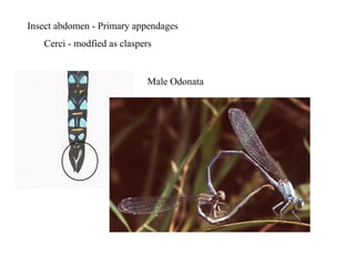 Insect genitalia | PPT
