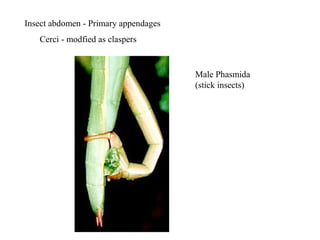 Insect genitalia | PPT