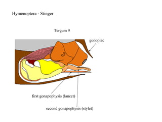 Insect genitalia | PPT