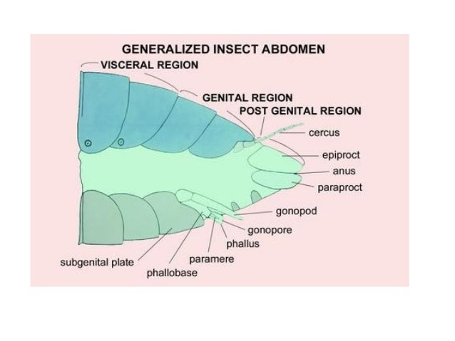 Insect genitalia
