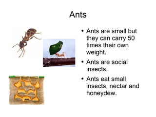 Insect Guide | ODP