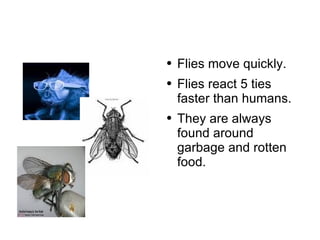 Insect Guide | ODP