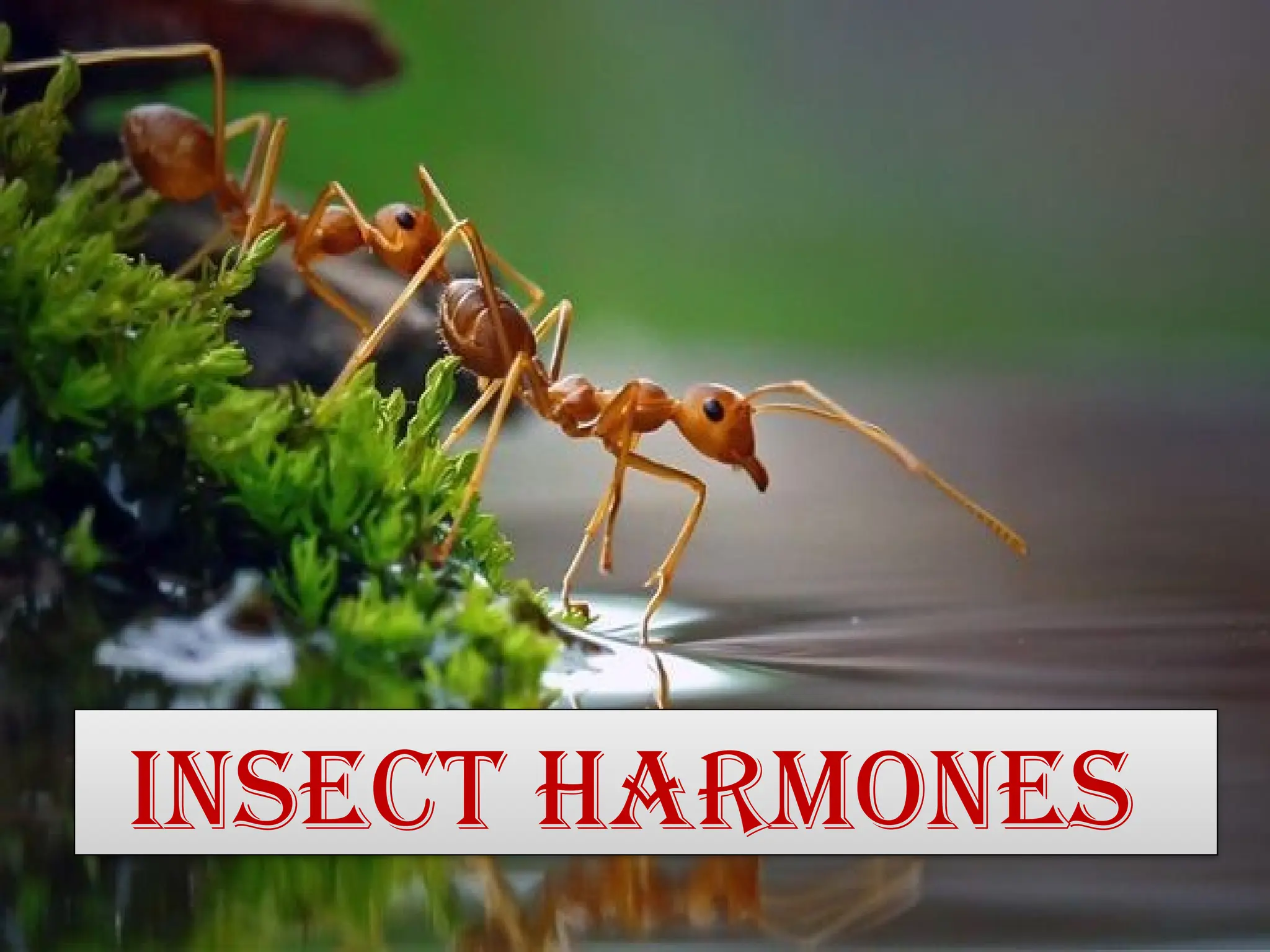 insect harmones types and organs producing them | PPTX