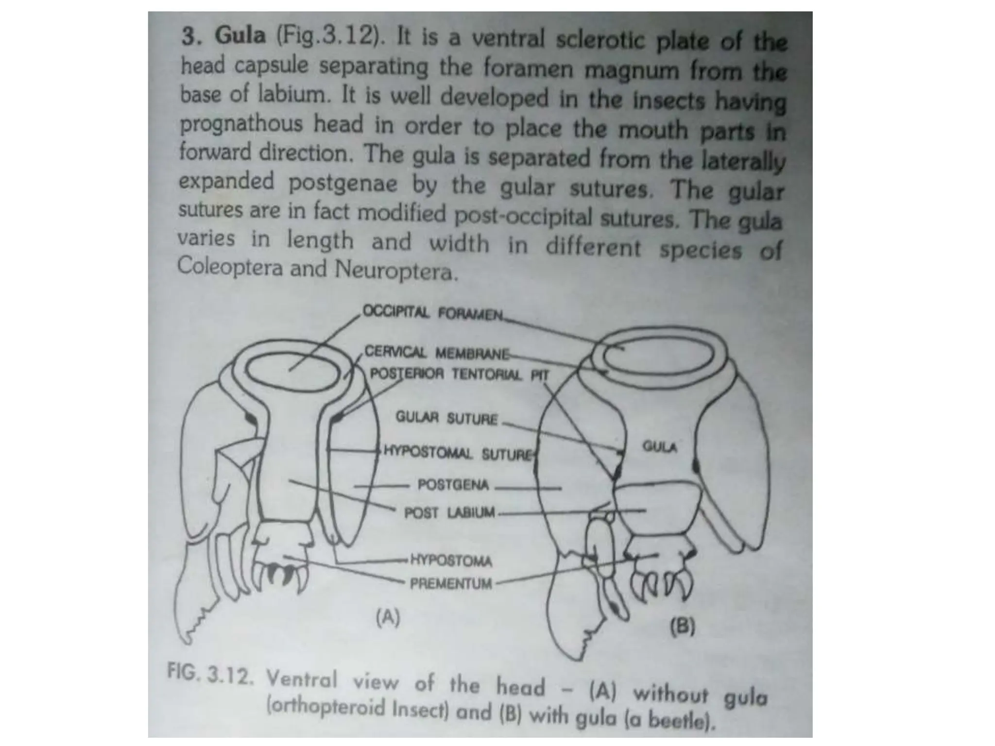 insect head.pptx | Geography | Science