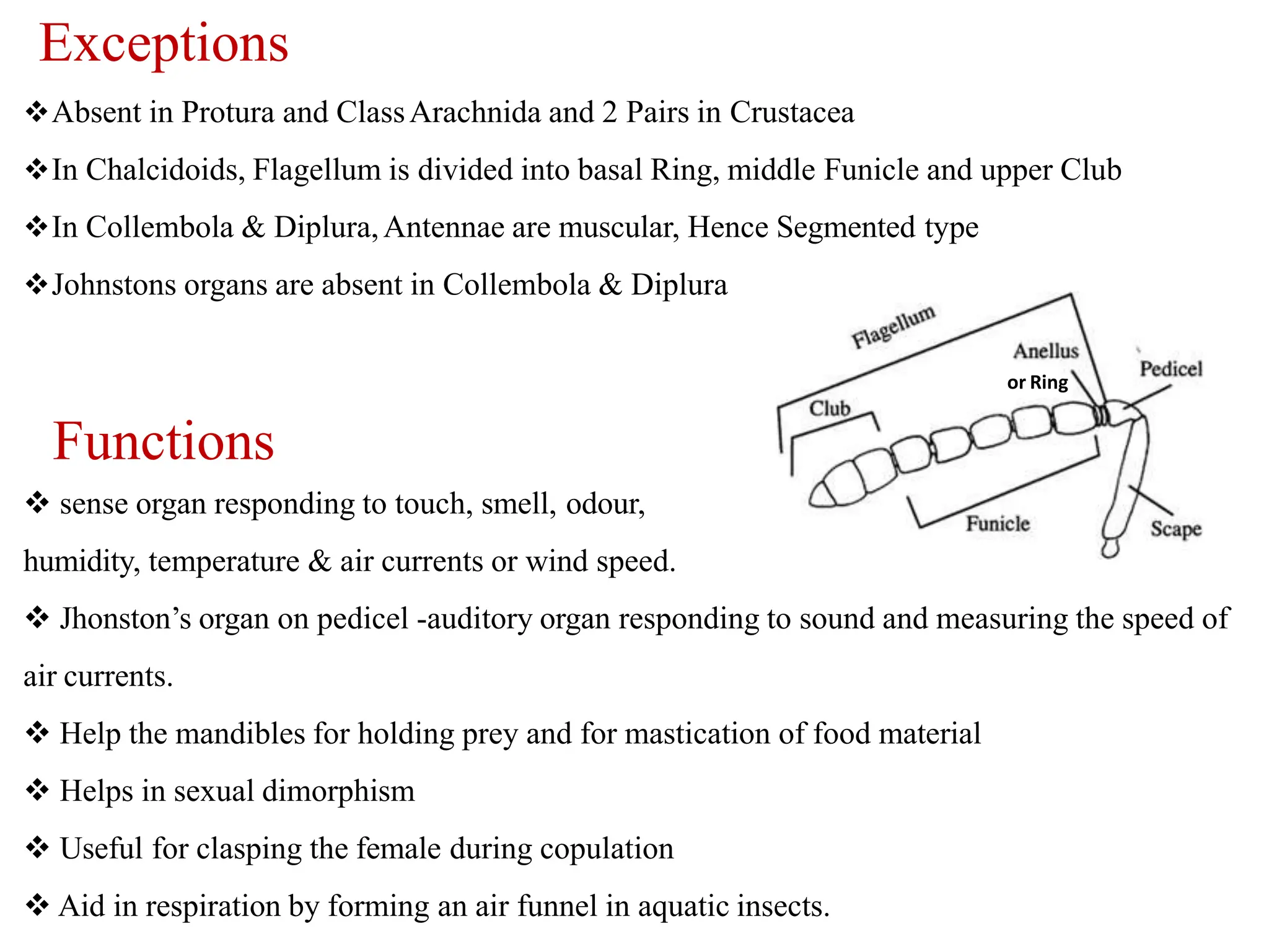 insect head.pptx | Geography | Science