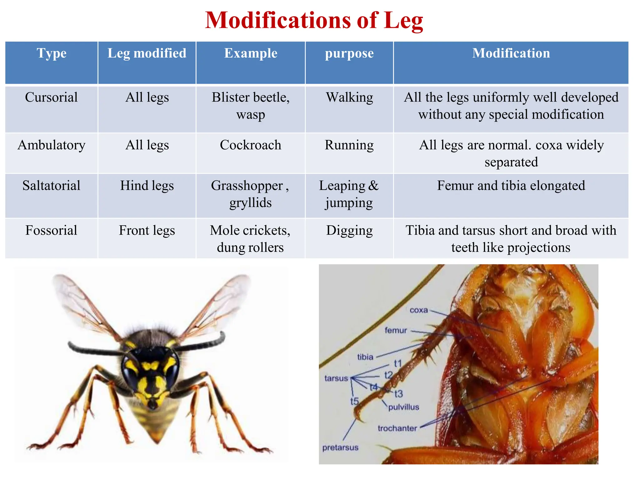 insect head.pptx | Geography | Science