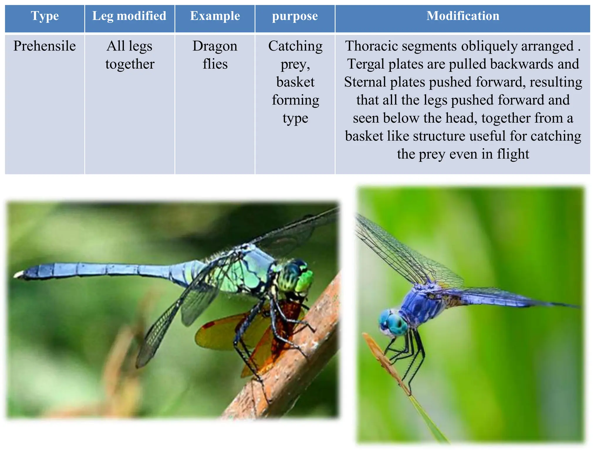 insect head.pptx | Geography | Science