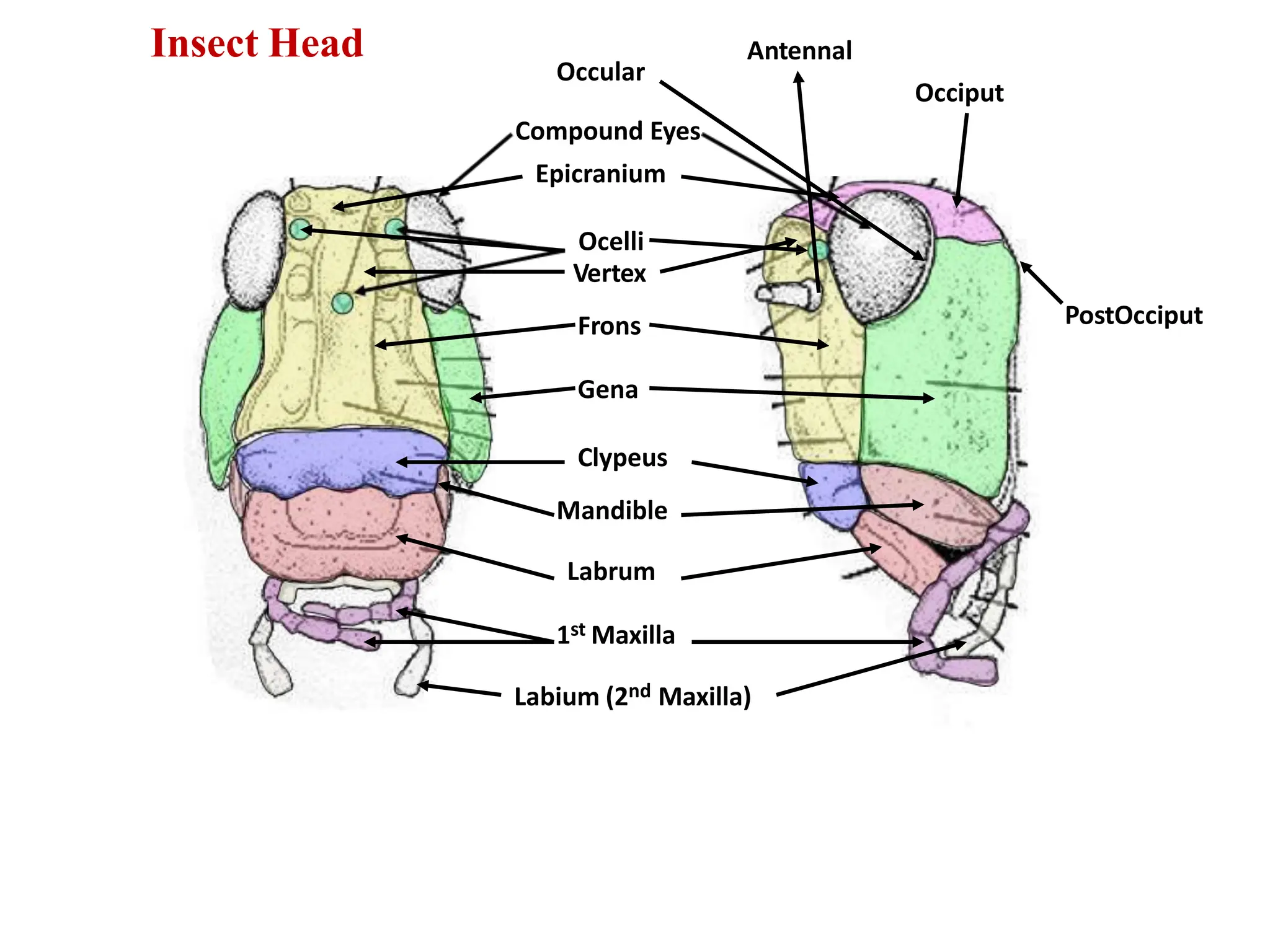 insect head.pptx