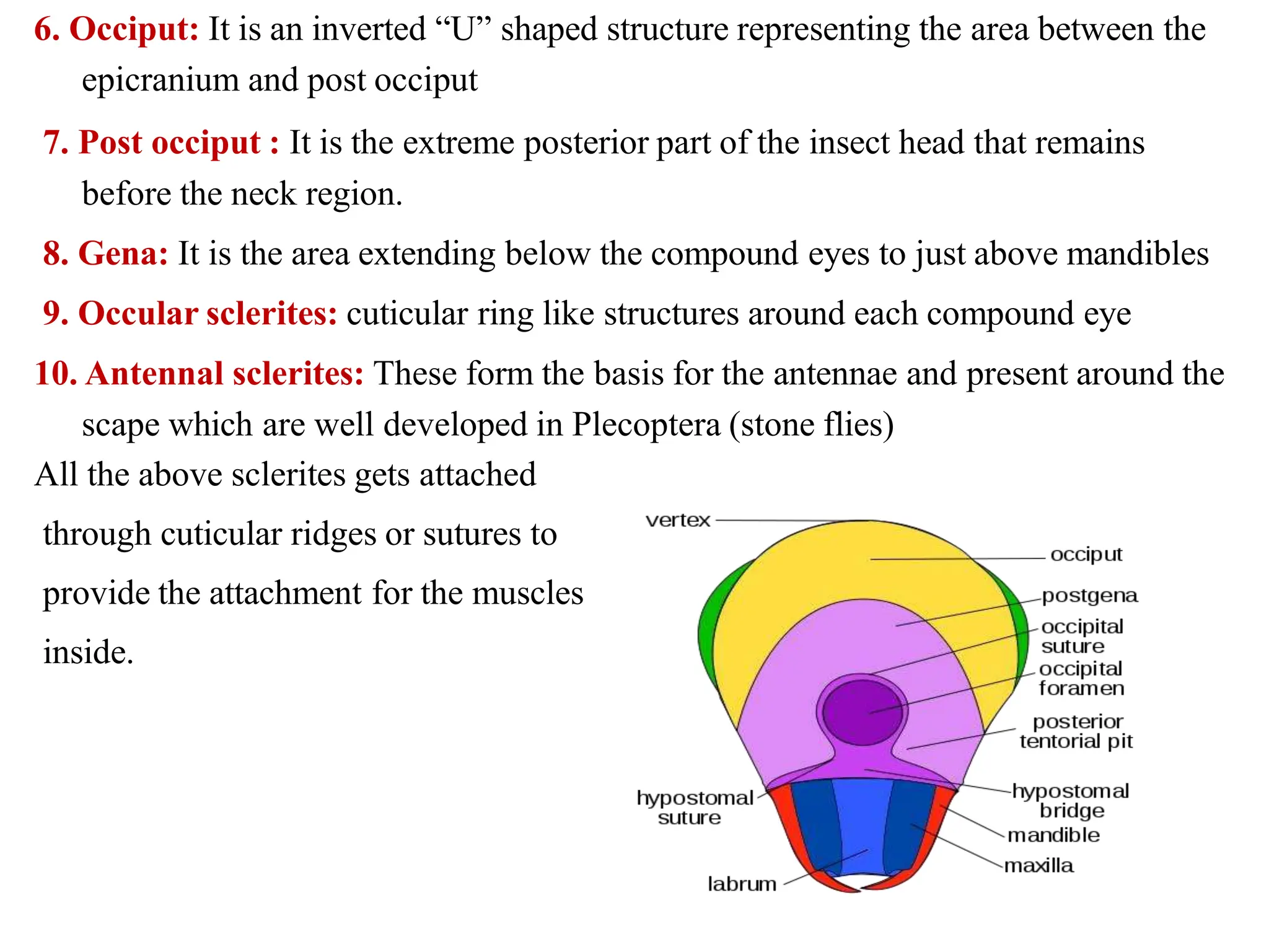 insect head.pptx | Geography | Science