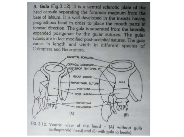 insect head.pptx | Geography | Science