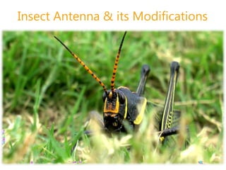 insect head.pptx | Geography | Science