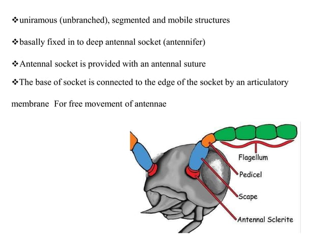 insect head.pptx | Geography | Science