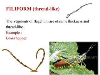 insect head.pptx | Geography | Science