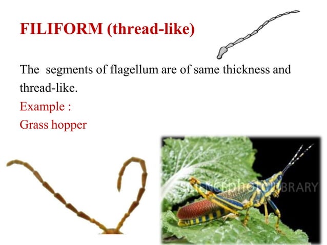 insect head.pptx | Geography | Science