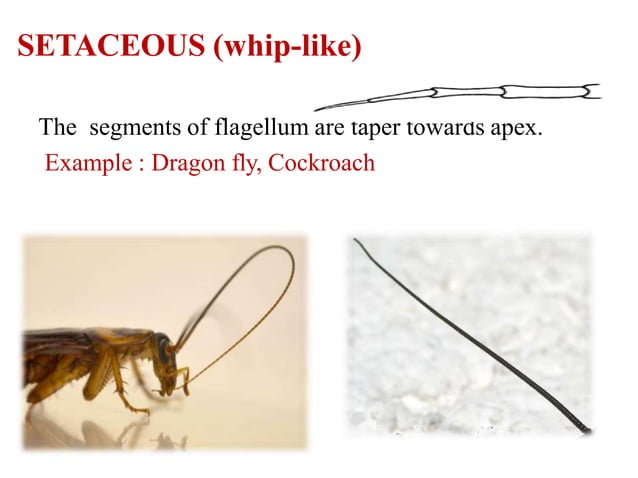 insect head.pptx | Geography | Science